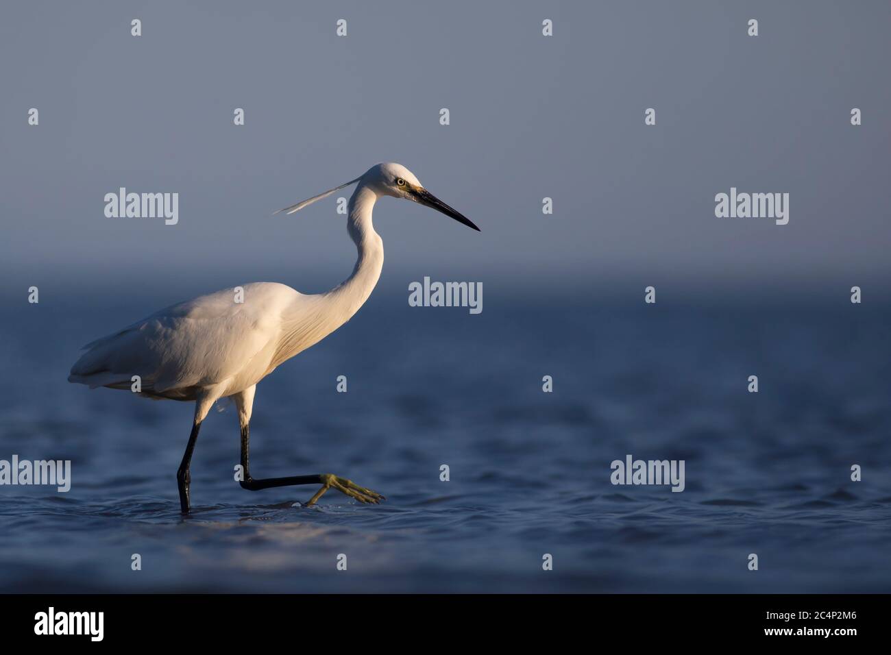 White Heron. Little egret. Blue water nature background. Bird: Little ...