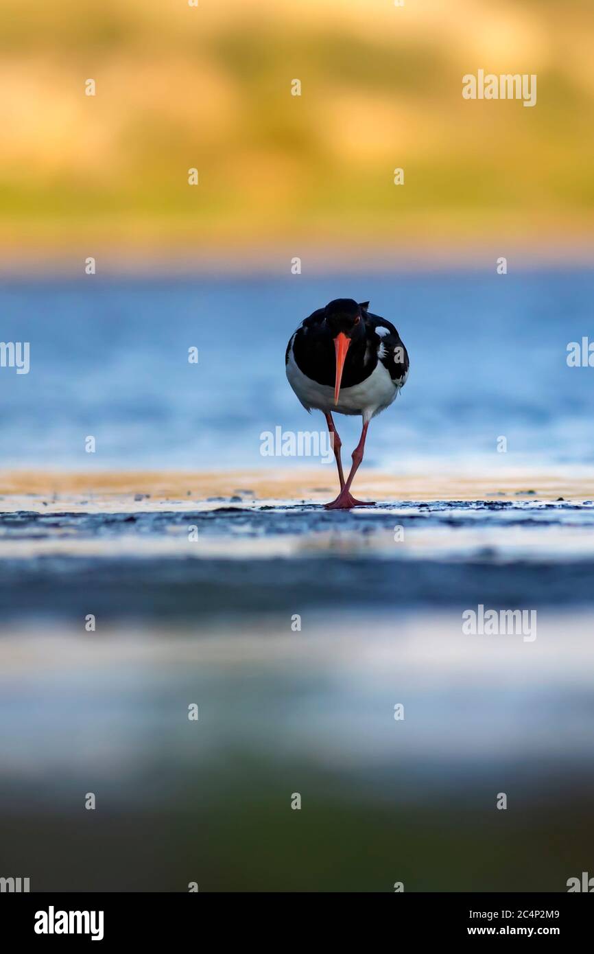 Water and birds. Cute colorful water bird Oystercatcher. Nature ...