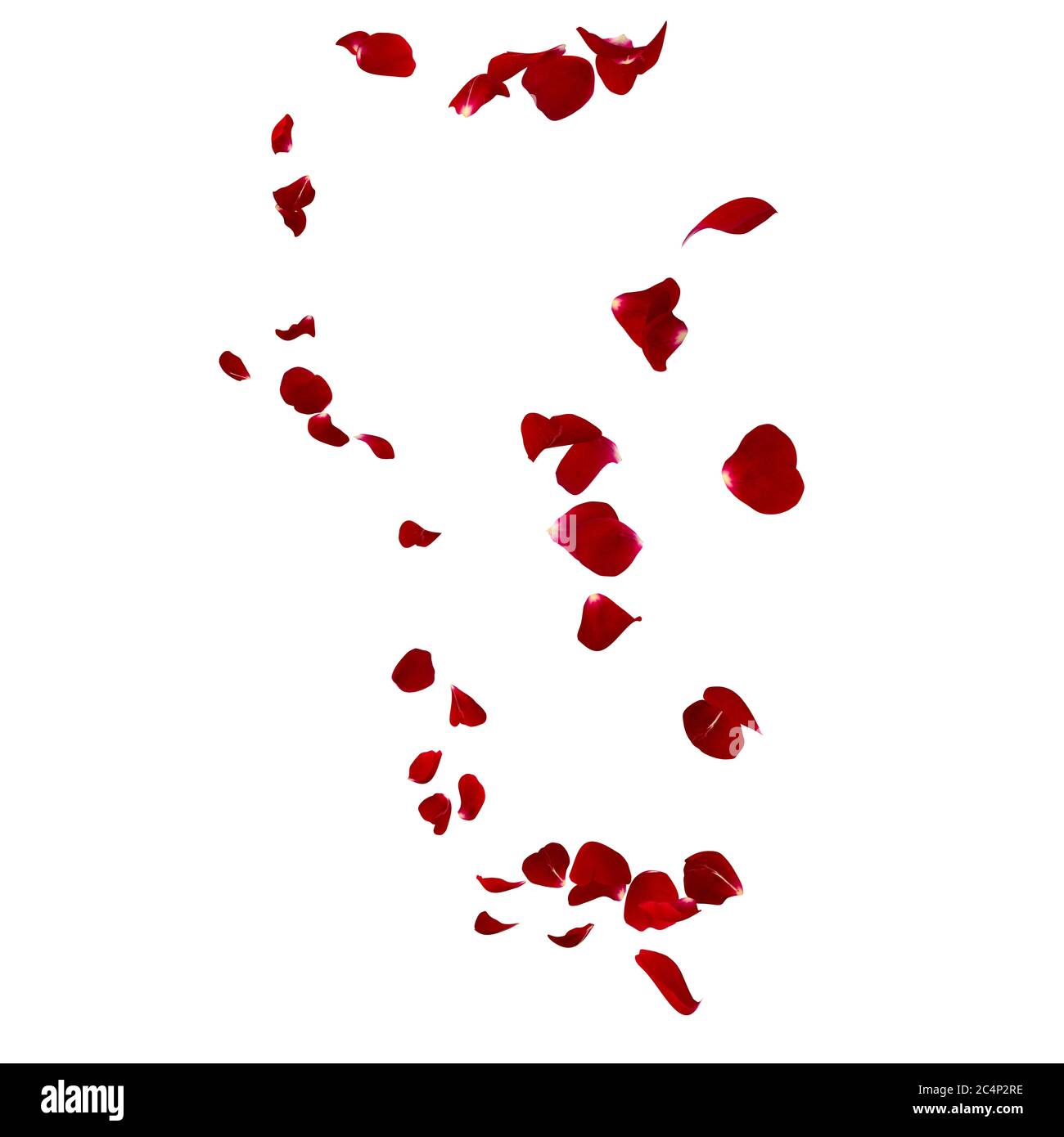 Red rose petals fly in the air on a white isolated background Stock ...