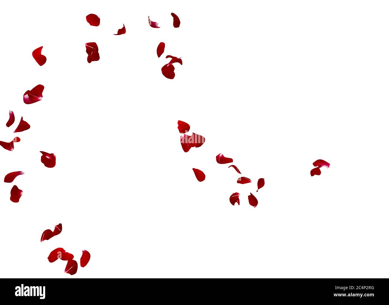 Red rose petals fly in the air on a white isolated background Stock ...