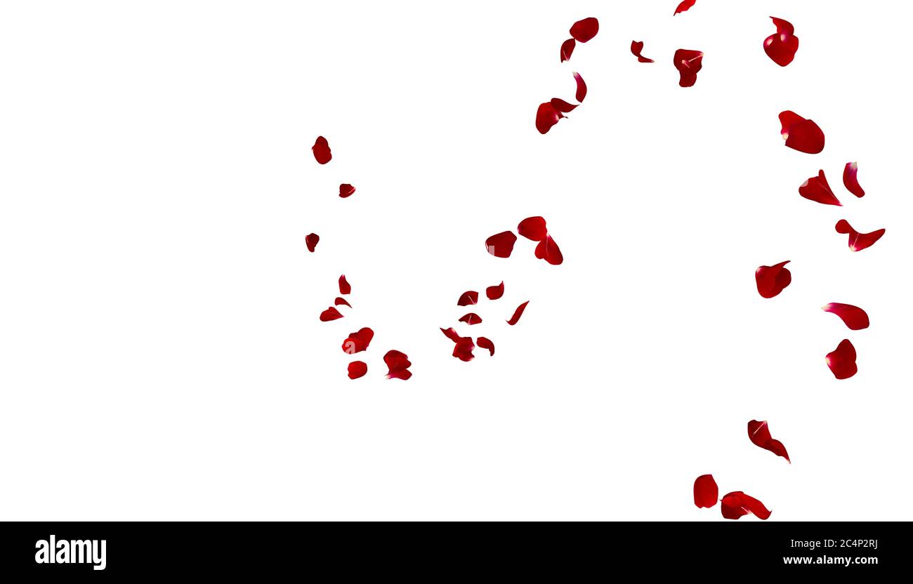 Red rose petals fly in the air on a white isolated background Stock ...