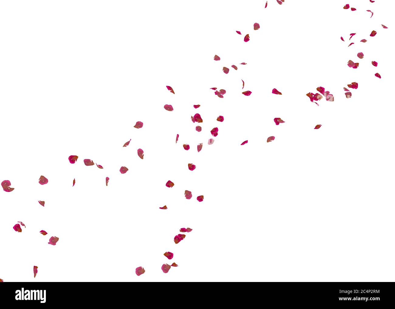 Red rose petals fly in the air. White isolated background Stock Photo ...