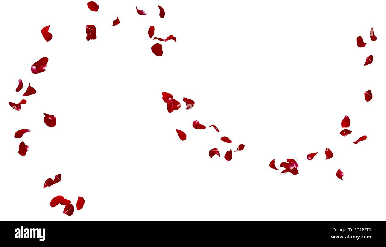 Red rose petals fly in the air on a white isolated background Stock ...