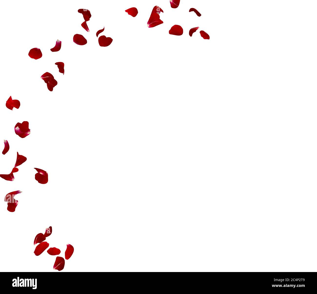 Red rose petals fly in the air on a white isolated background Stock ...