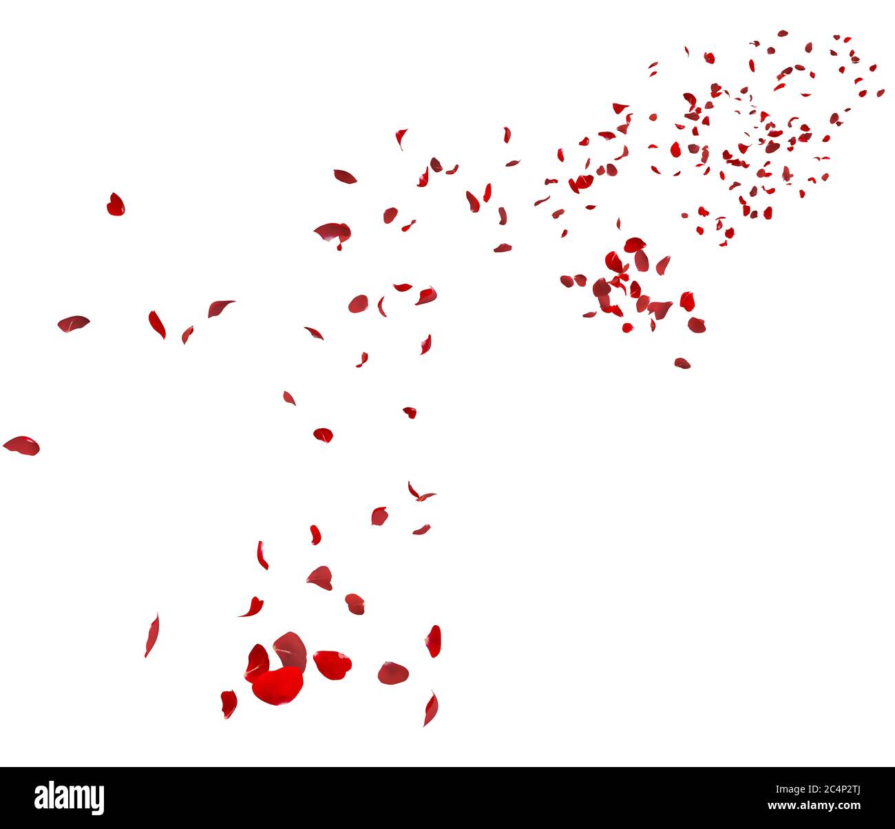 Red rose petals fly in the air. White isolated background Stock Photo ...