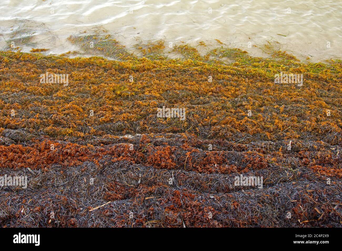 Sargassum Sp