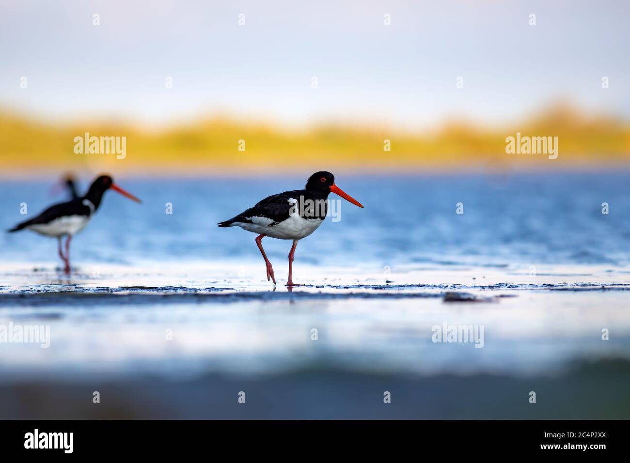 Water and birds. Cute colorful water bird Oystercatcher. Nature ...