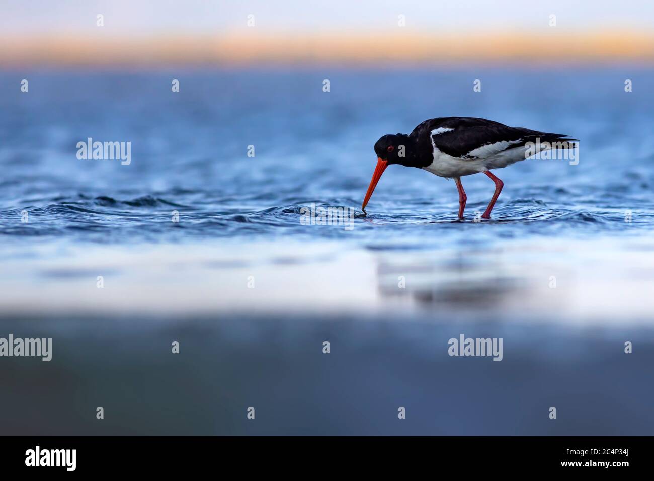 Water and birds. Cute colorful water bird Oystercatcher. Nature ...