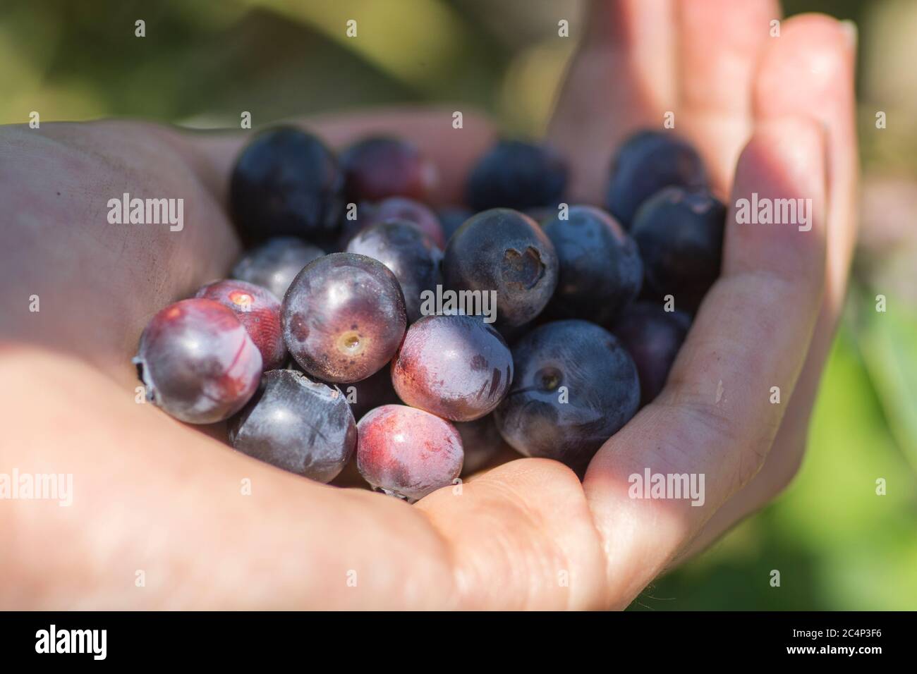 Hand full of fresh Blueberries, Golan Heights Stock Photo - Alamy