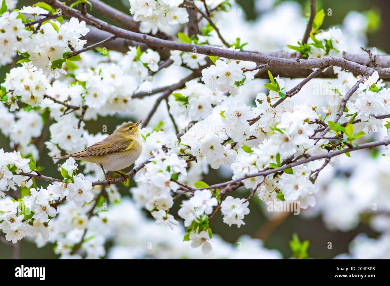 Spring nature and cute little bird. White flowers background. Bird ...