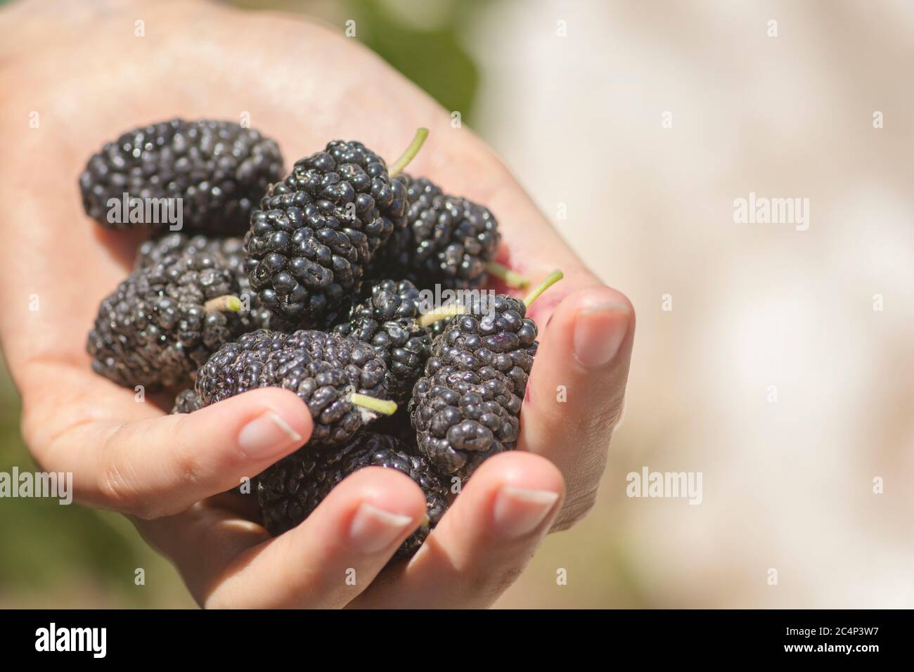 Hand full of Black Mulberry (Morus nigra) fruits, Golan Heights Stock ...