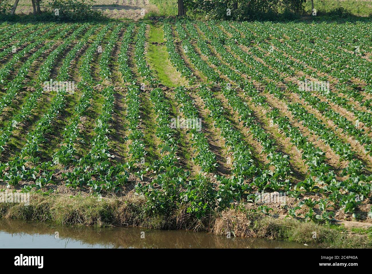 Field in Punjab Stock Photo - Alamy