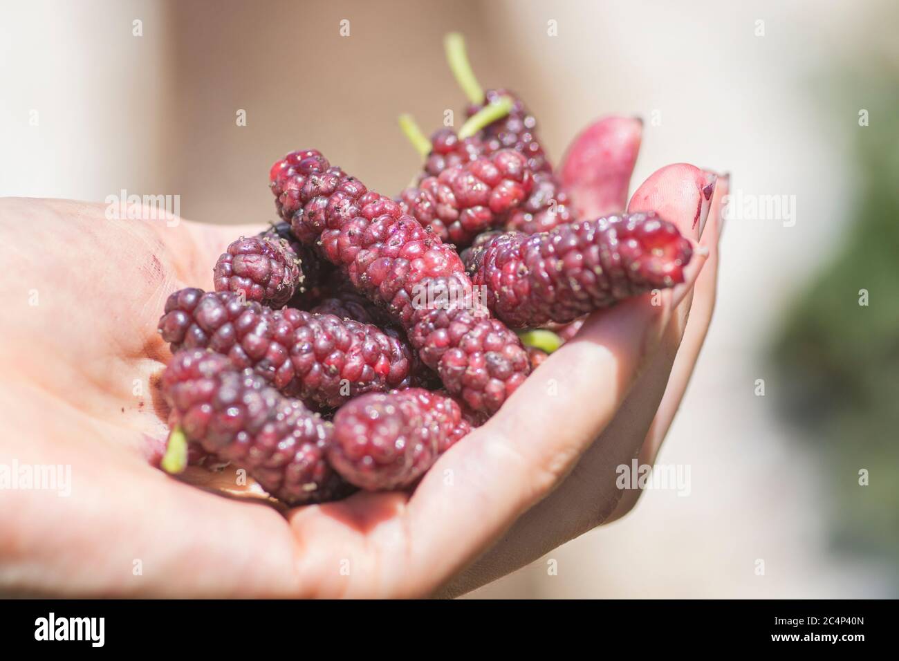 Hand full of Tibetan mulberry (Morus macroura) also known as the Long ...