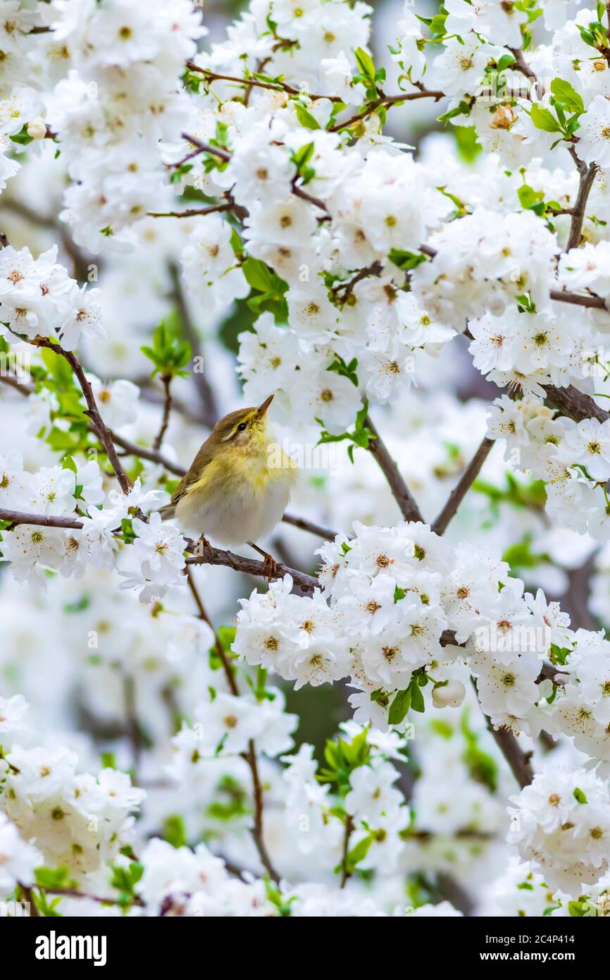 Spring nature and cute little bird. White flowers background. Bird ...