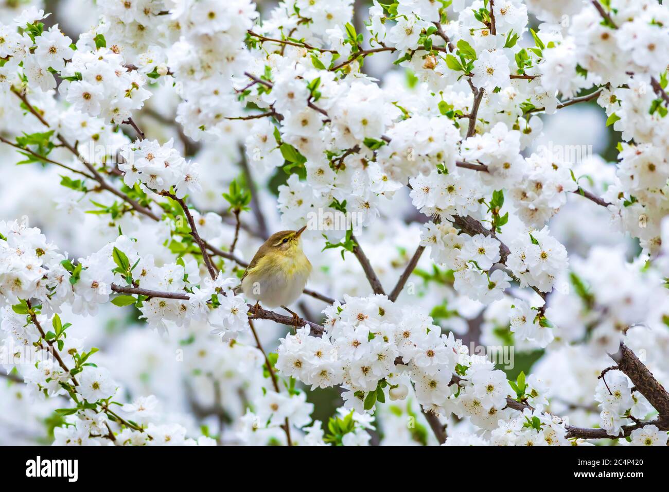 Spring nature and cute little bird. White flowers background. Bird ...