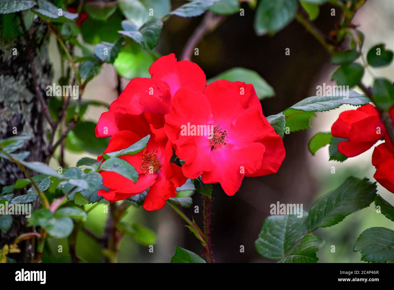 Bearded lily flower flowers hi-res stock photography and images - Alamy