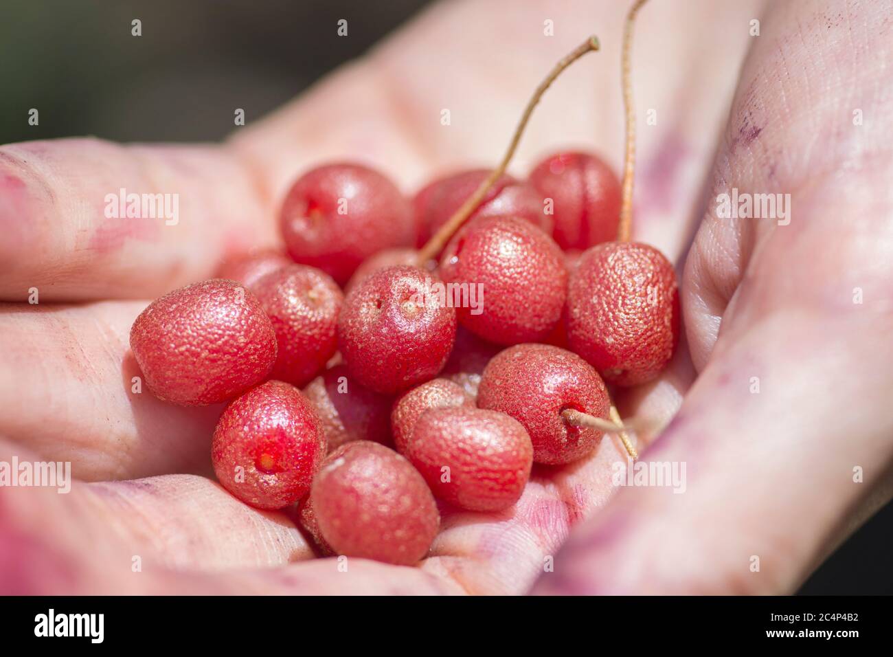 Hand full of red Goumi berries (Elaeagnus multiflora), Golan Heights ...