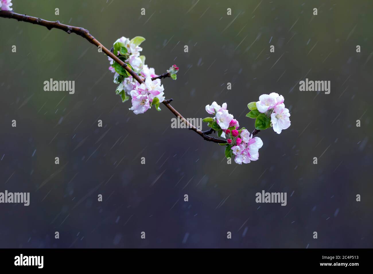 Spring and tree. Nature background Stock Photo - Alamy