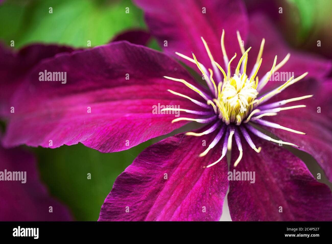 Magenta Clematis Niobe flower blooming flower Stock Photo - Alamy