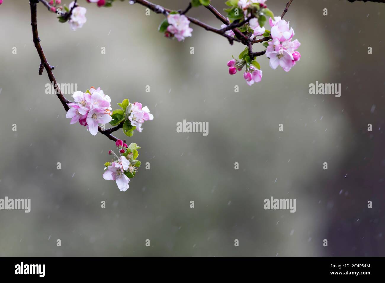 Spring and tree. Nature background Stock Photo - Alamy
