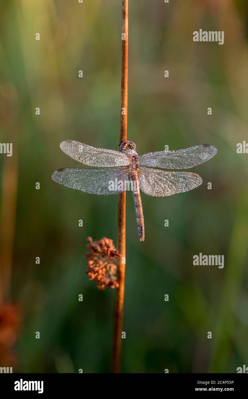 Common Darter Dragonfly; Sympetrum striolatum; Female in Dew; UK Stock ...
