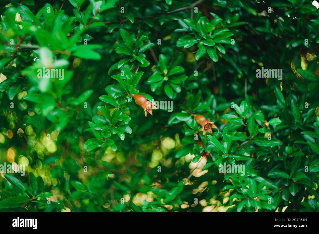 Tree with grenades hi-res stock photography and images - Alamy