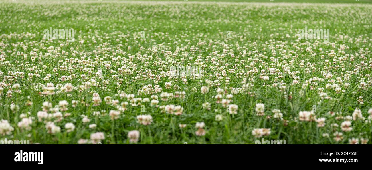 Plants clover hi-res stock photography and images - Alamy