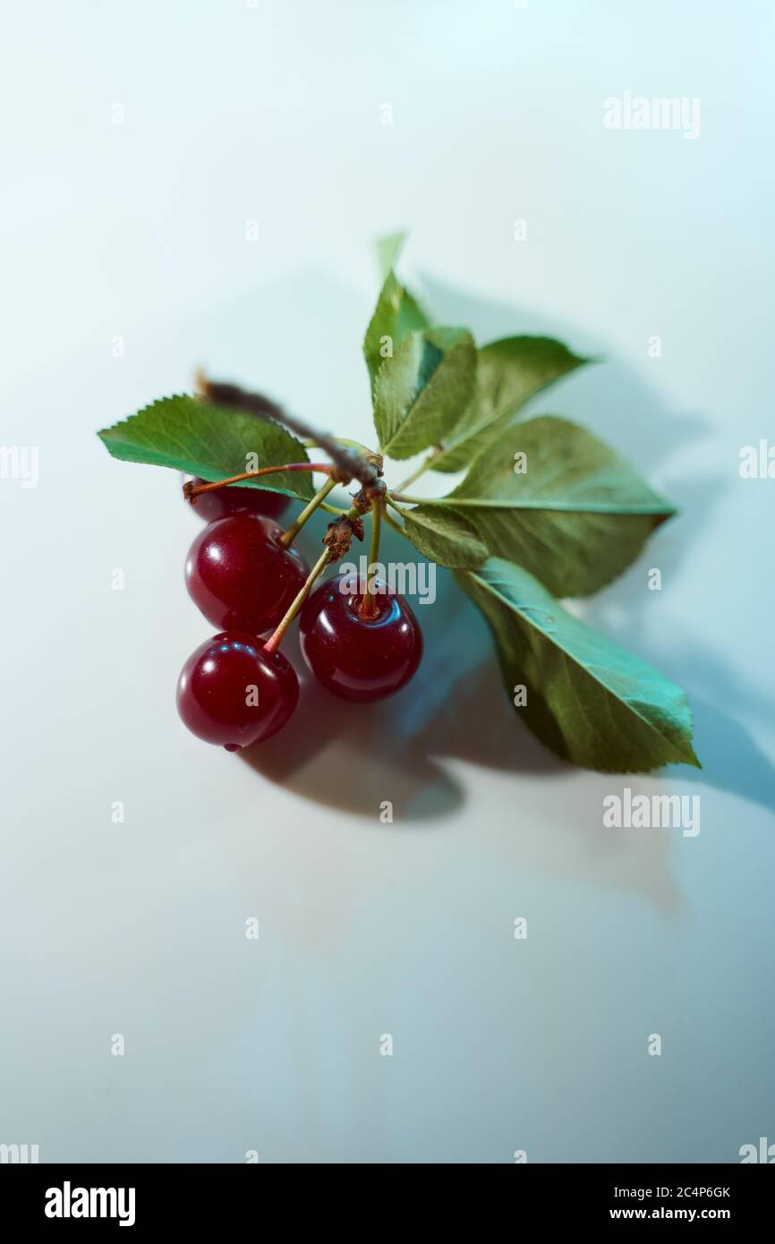 Three cherry with leaves on a white background with blue highlights and ...