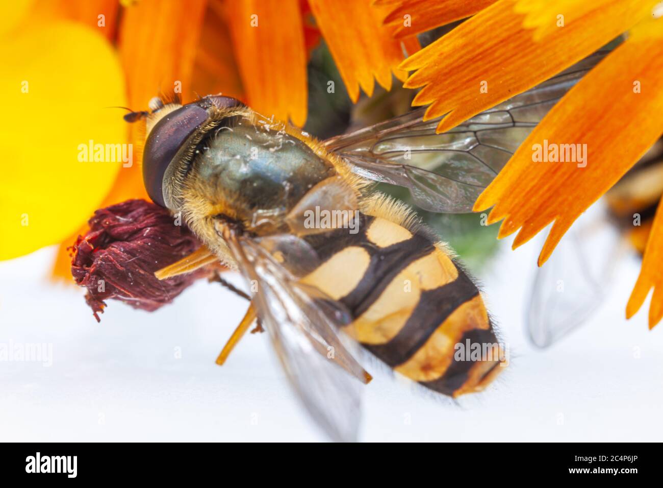 Common hoverfly species hi-res stock photography and images - Alamy