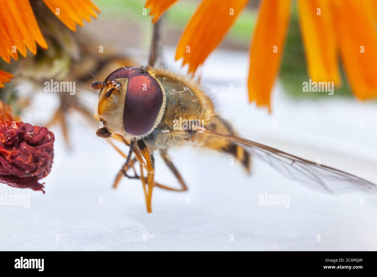 Common hoverfly species hi-res stock photography and images - Alamy