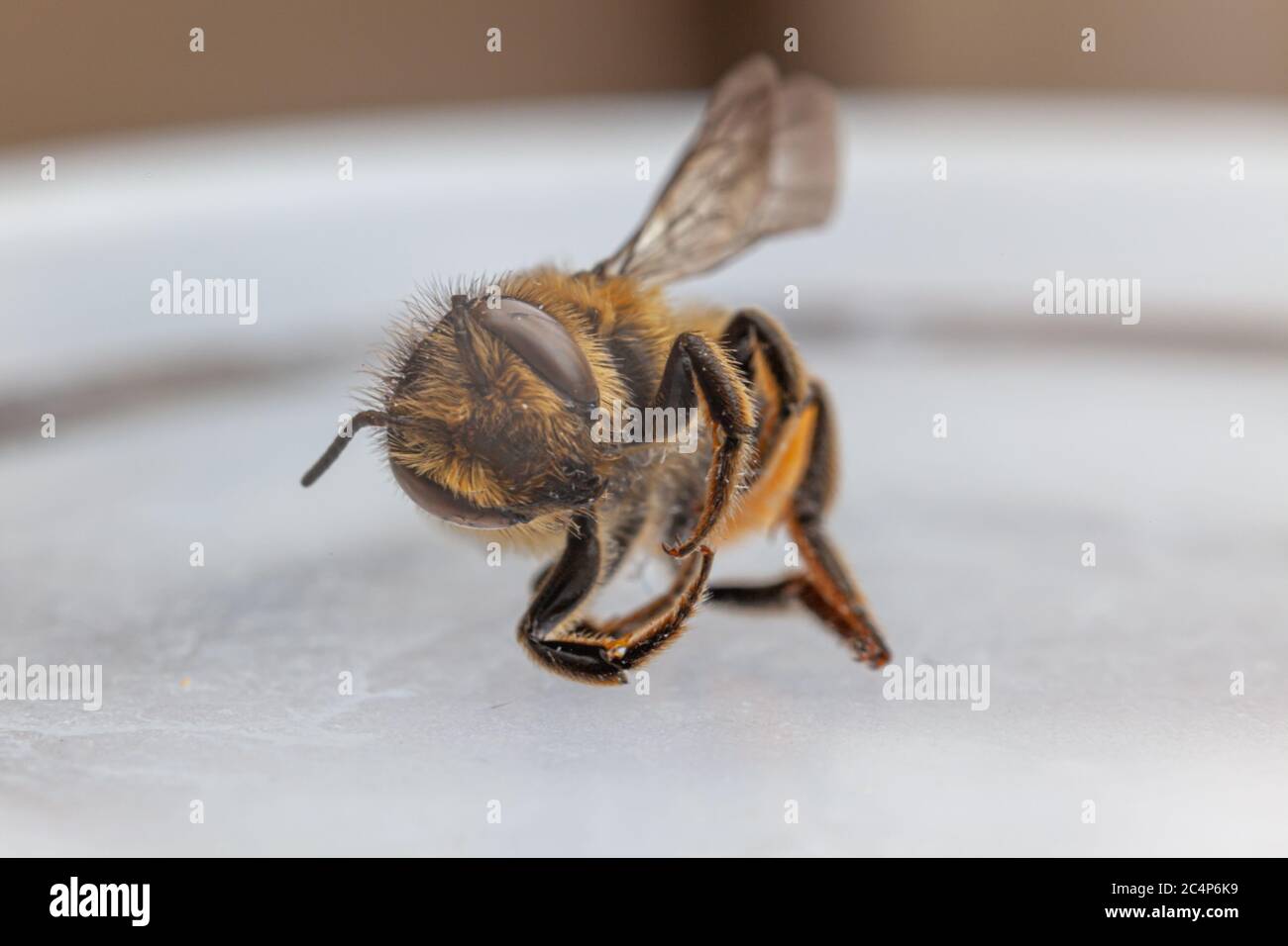 Dead pollinator hi-res stock photography and images - Alamy