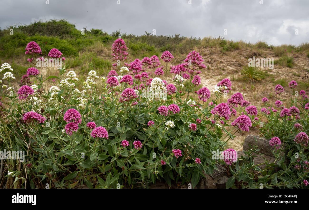 Wild Valerian aka Valeriana officinalis flowers, plants. Red and white ...