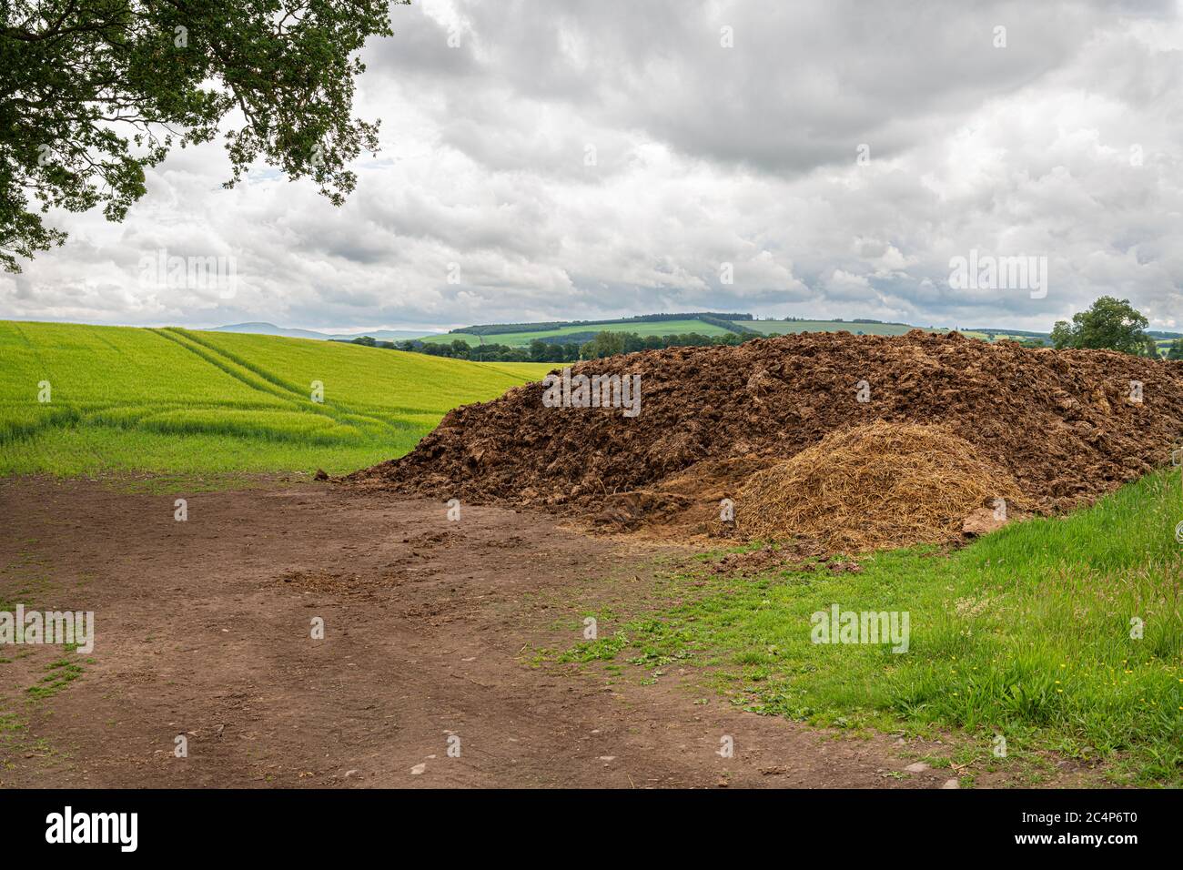 Dung Heap in corner of barley field Stock Photo - Alamy