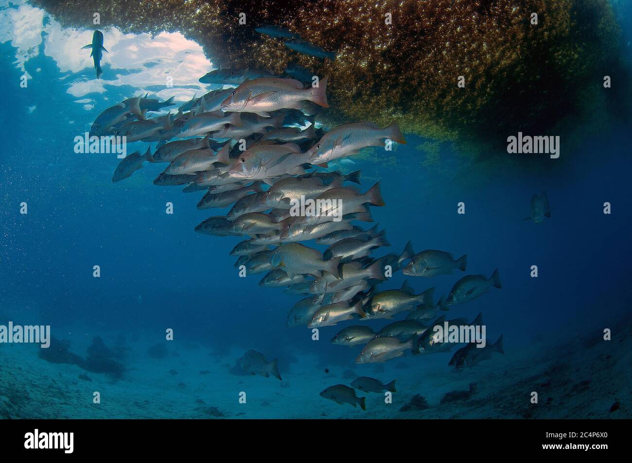 School of red snappers, Lutjanus campechanus, under a raft of seaweed ...