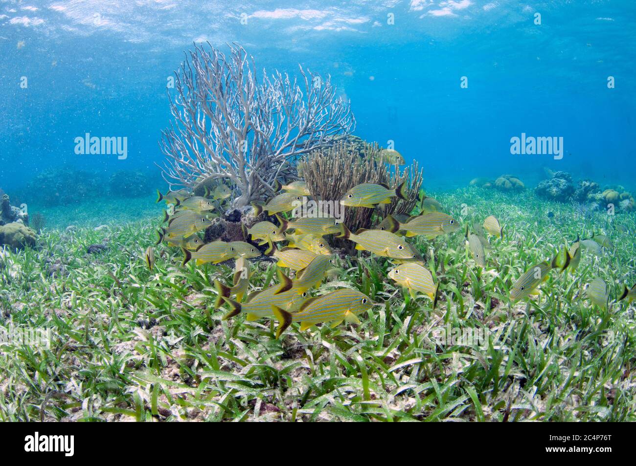 Spiny sea rods hi-res stock photography and images - Alamy