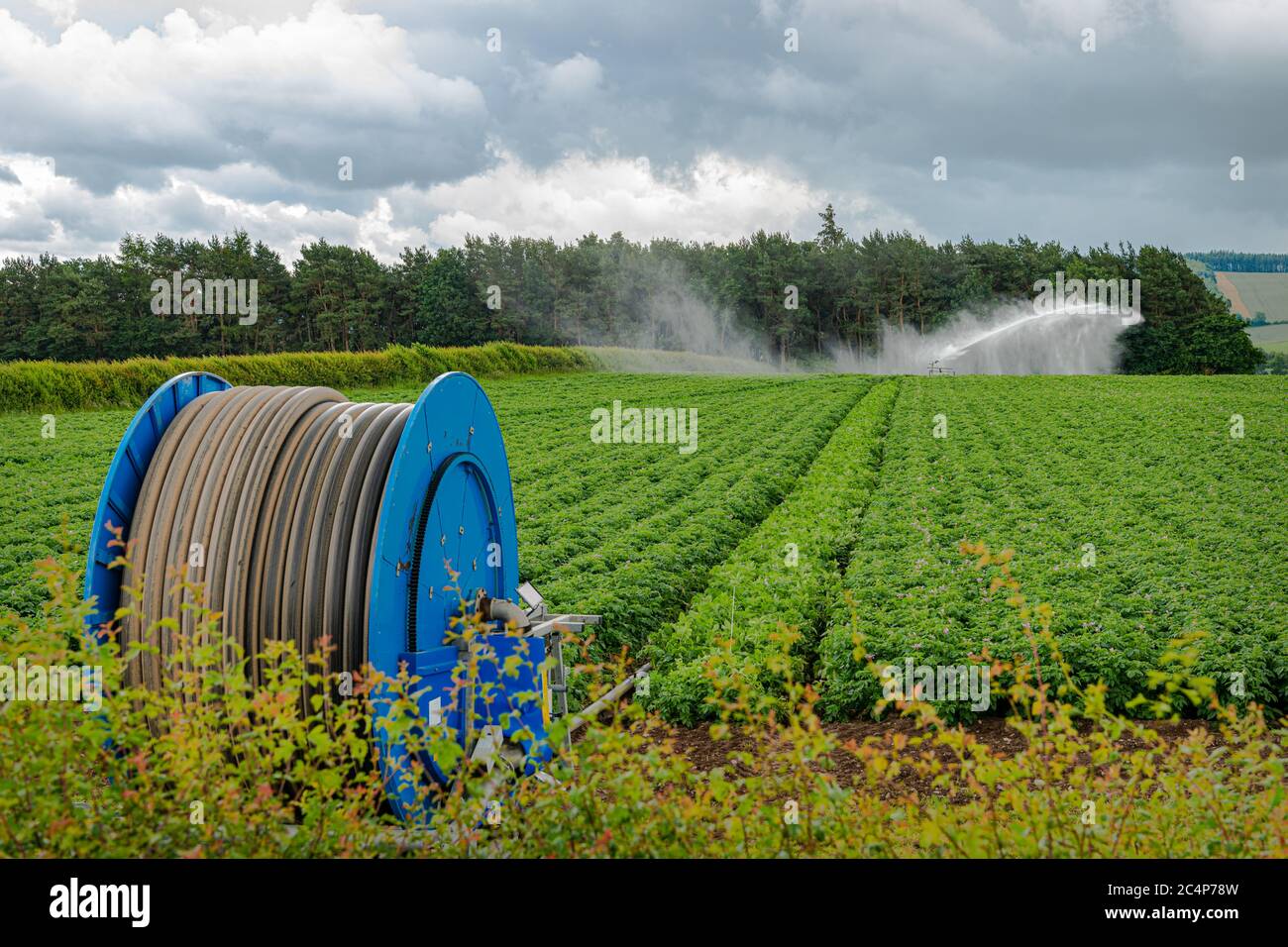 Potato Field Automatic Watering System Stock Photo - Alamy