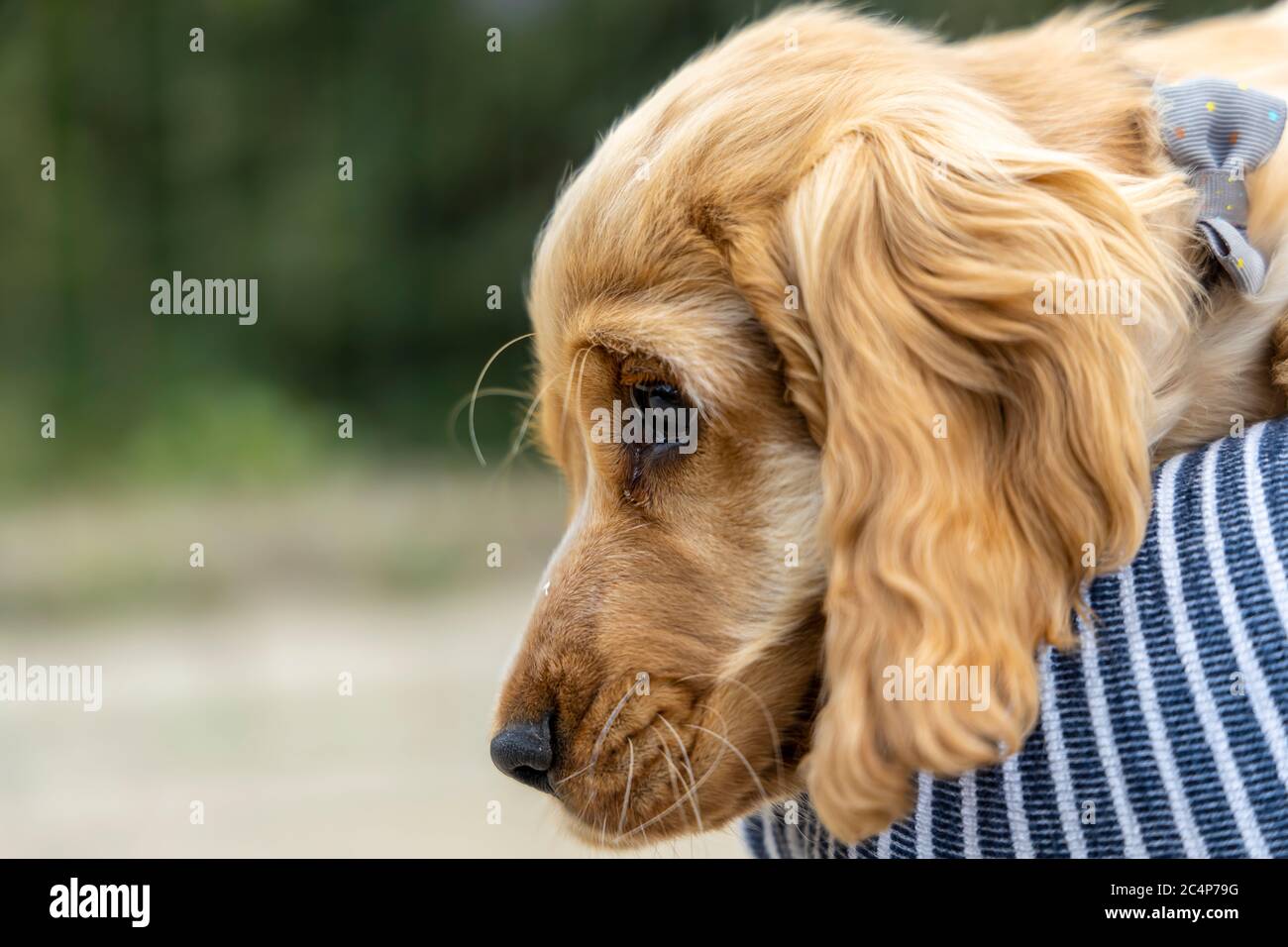 Red cocker spaniel hi-res stock photography and images - Alamy