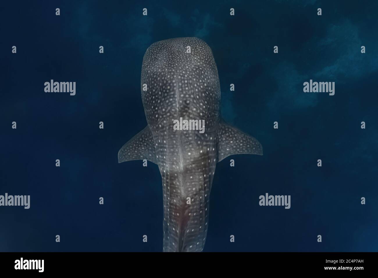 Whaleshark skin pattern hi-res stock photography and images - Alamy