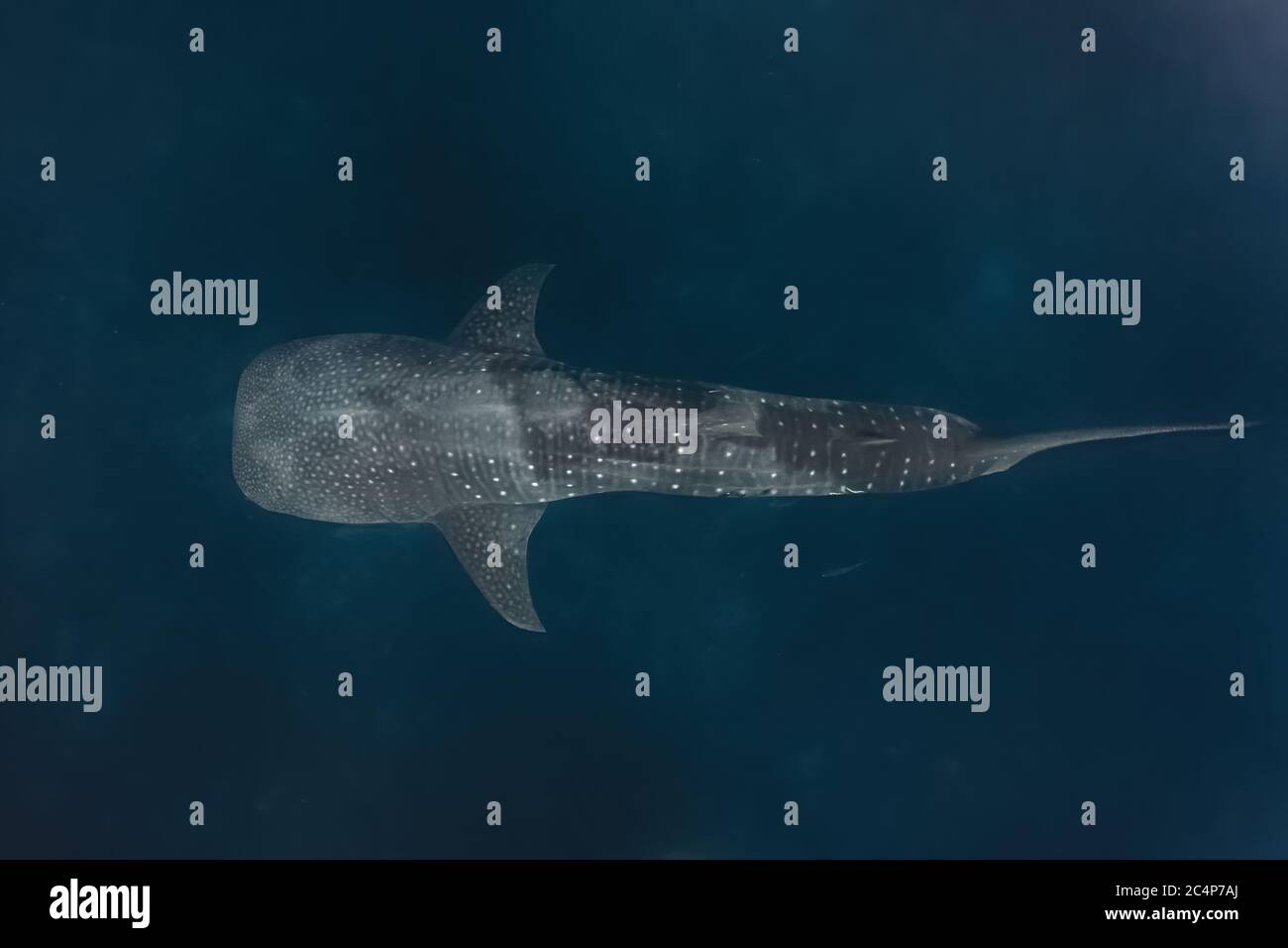 Overhead shot of a whaleshark while swimming gracefully above the reef ...