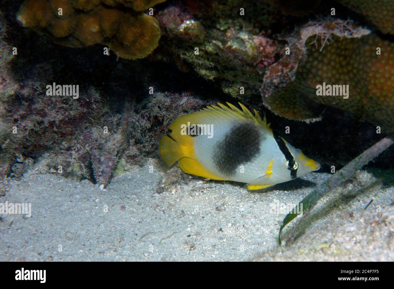 Spotfin butterflyfish, Chaetodon ocellatus, Hol Chan Marine Reserve ...