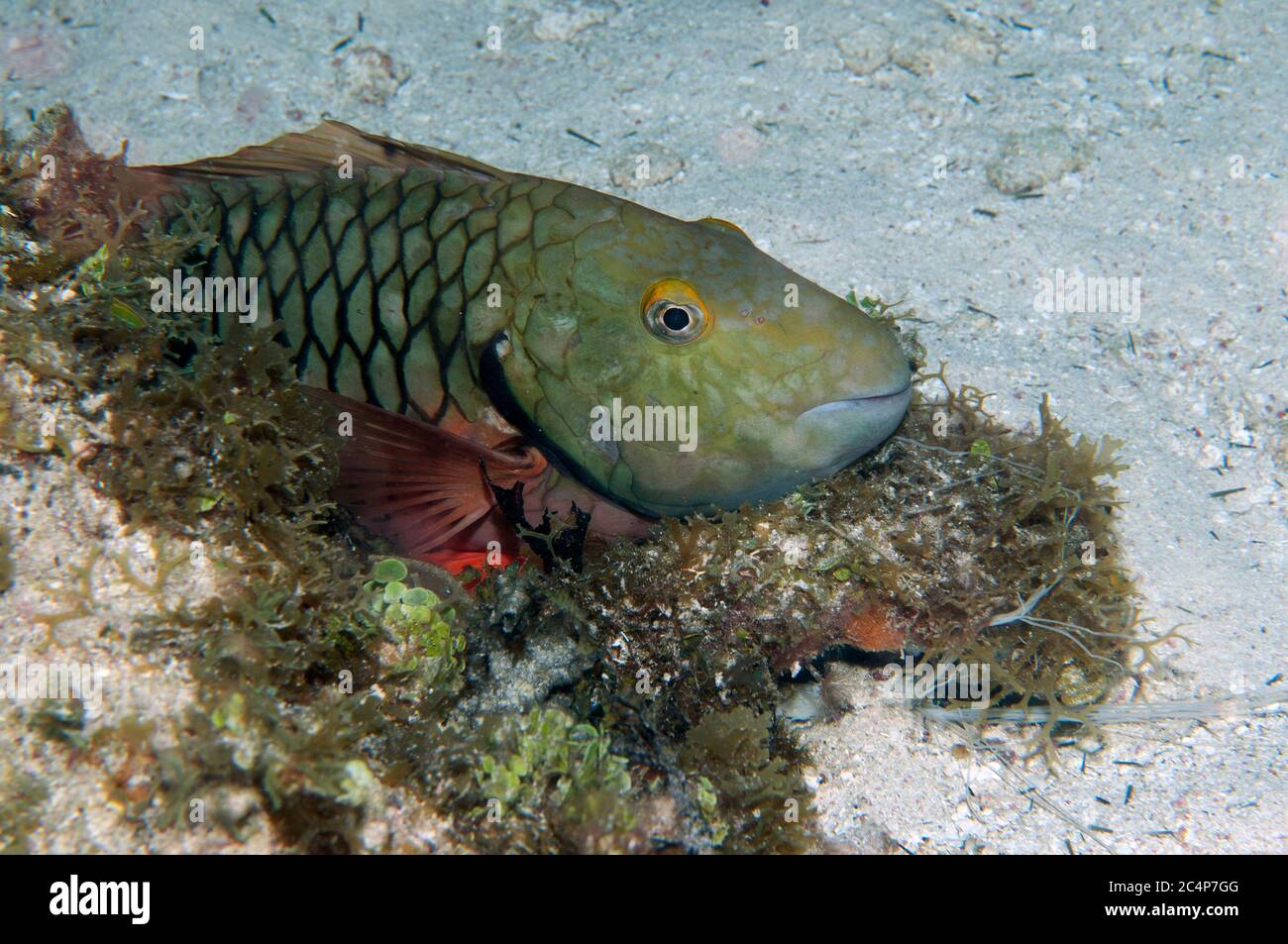 Redtail Parrotfish