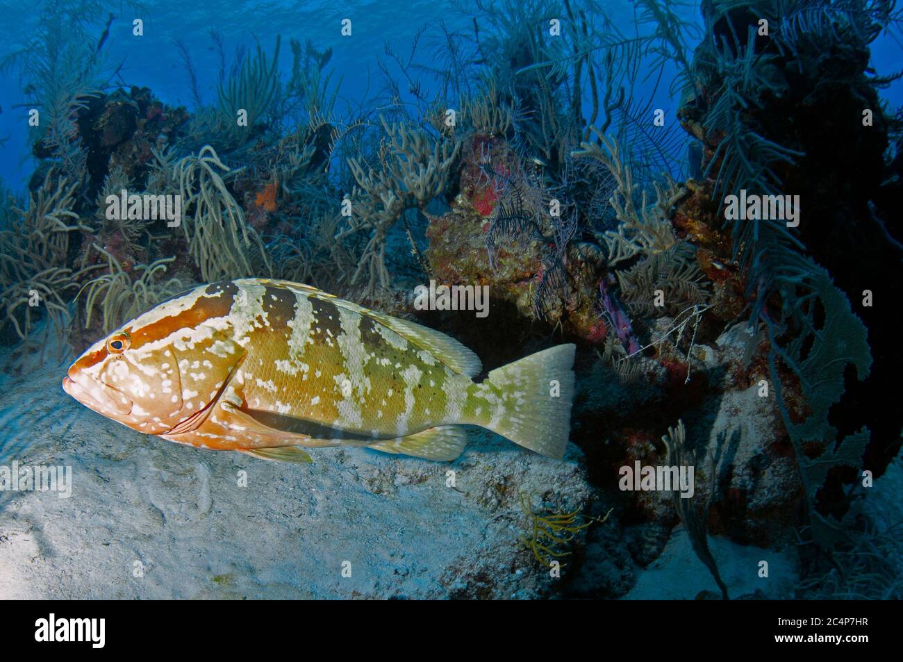 Nassau grouper fish hi-res stock photography and images - Alamy