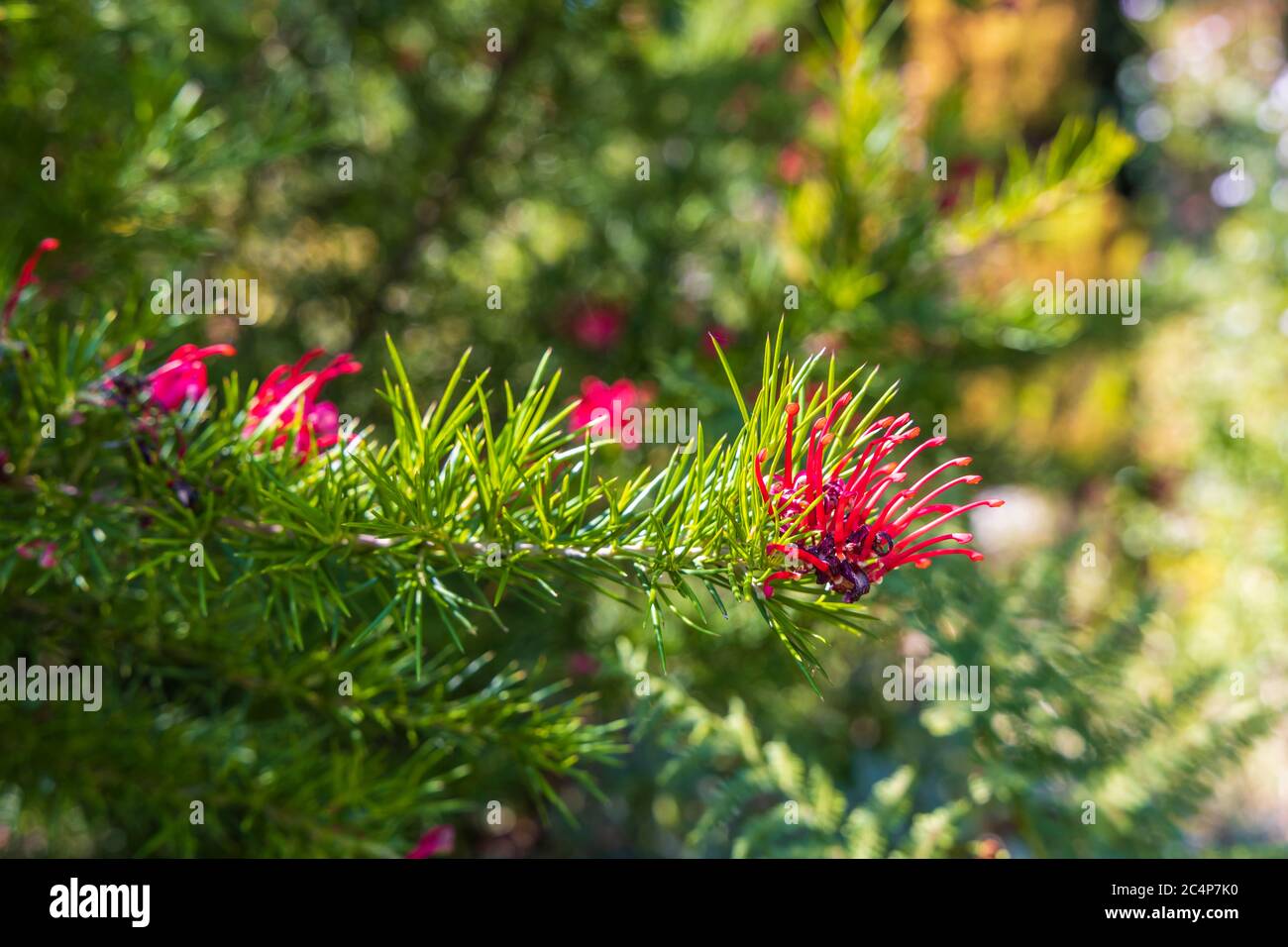 Deep pink flowers of Grevillea "Canberra Gem Stock Photo - Alamy