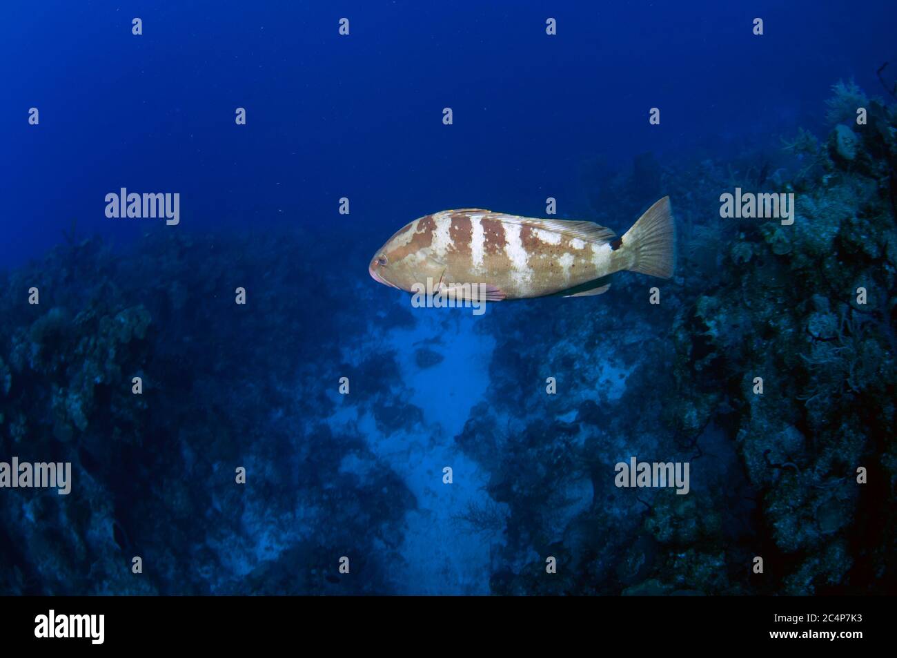 Nassau grouper, Epinephelus striatus, Half Moon Caye Wall, Lighthouse ...