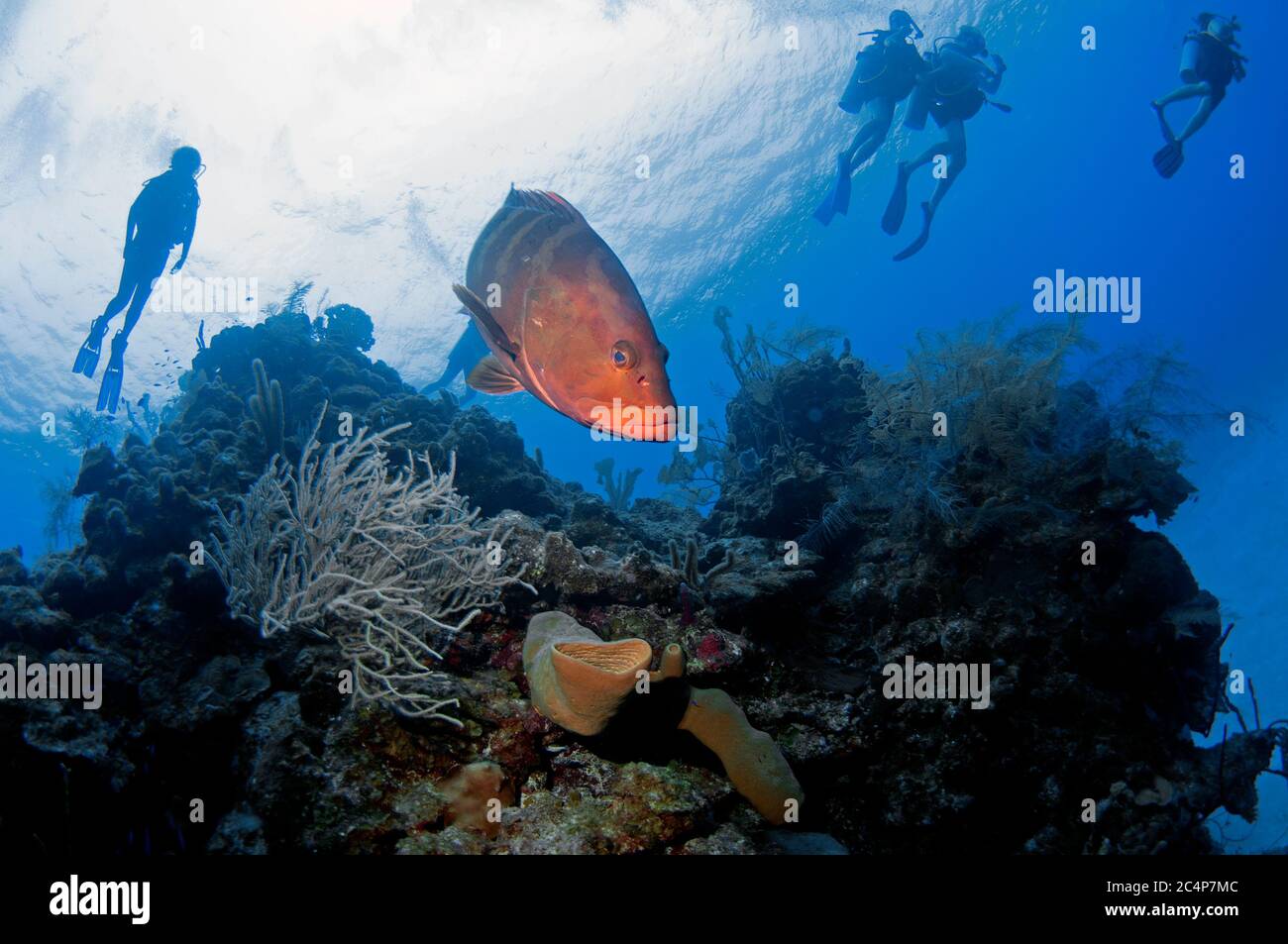 Scuba divers observe a Nassau grouper, Epinephelus striatus, on a coral ...