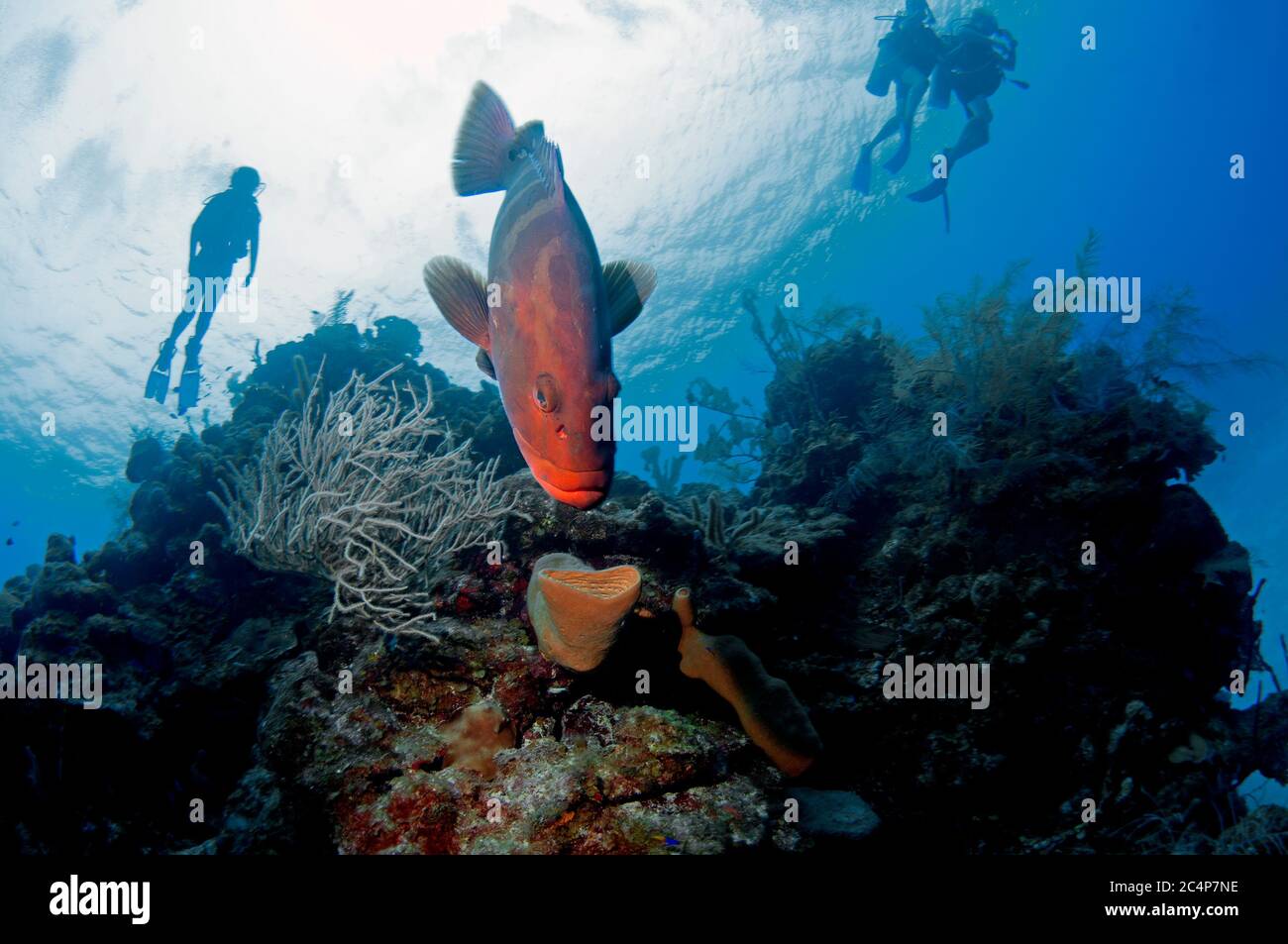 Scuba divers observe a Nassau grouper, Epinephelus striatus, on a coral ...