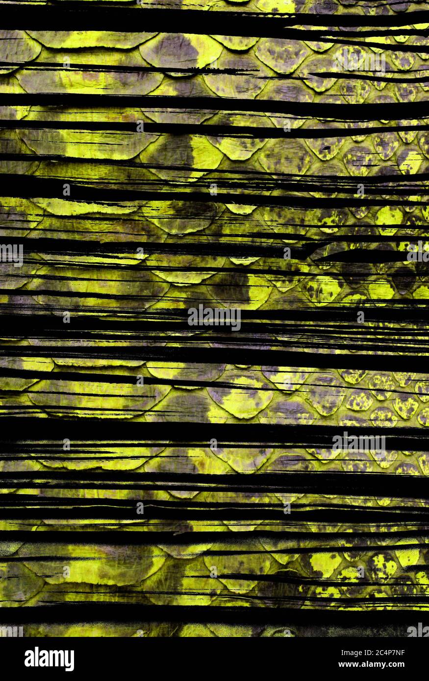 Yellow Abstract Snakeskin or Animal Skin with Lines for Retro ...