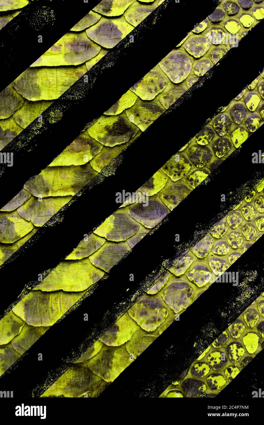 Yellow Abstract Snakeskin or Animal Skin with Lines for Retro ...