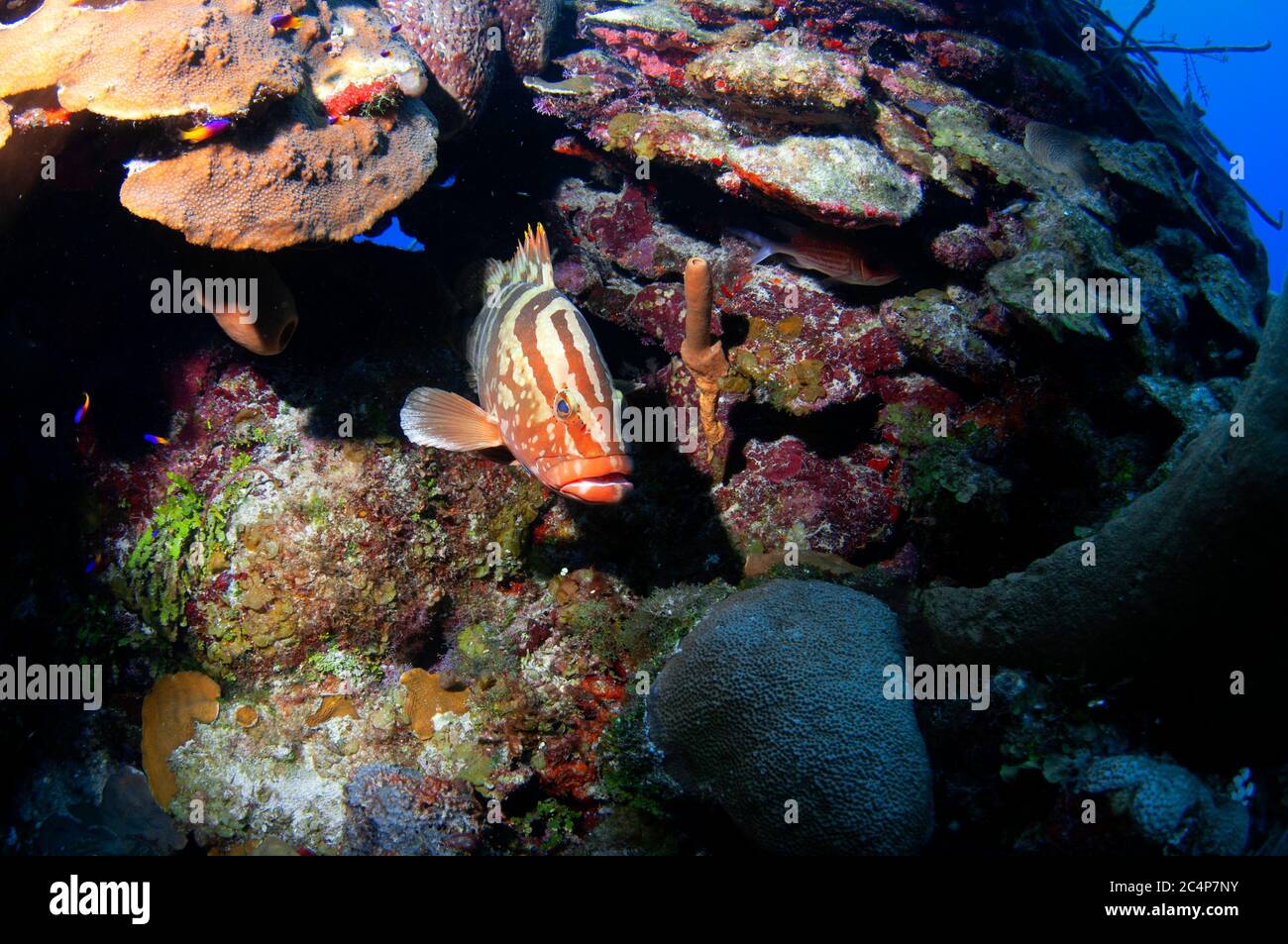 Nassau grouper fish hi-res stock photography and images - Alamy