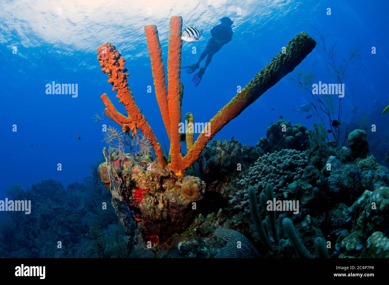 Scuba diver observes a red tube sponge, Aplysina sp., on a biodiverse ...